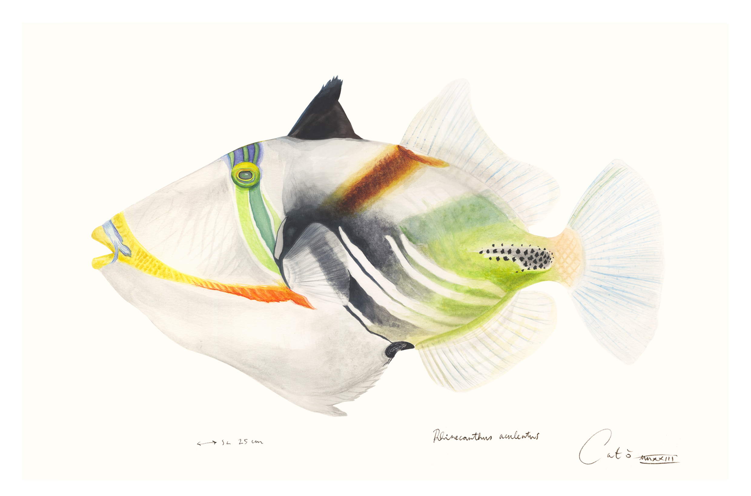 illustracion-r.-aculeatus-c2b7-alejandro-cano.jpg